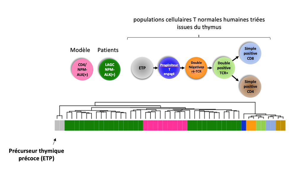 Des lymphocytes T transformés en laboratoire aident à mieux comprendre ...
