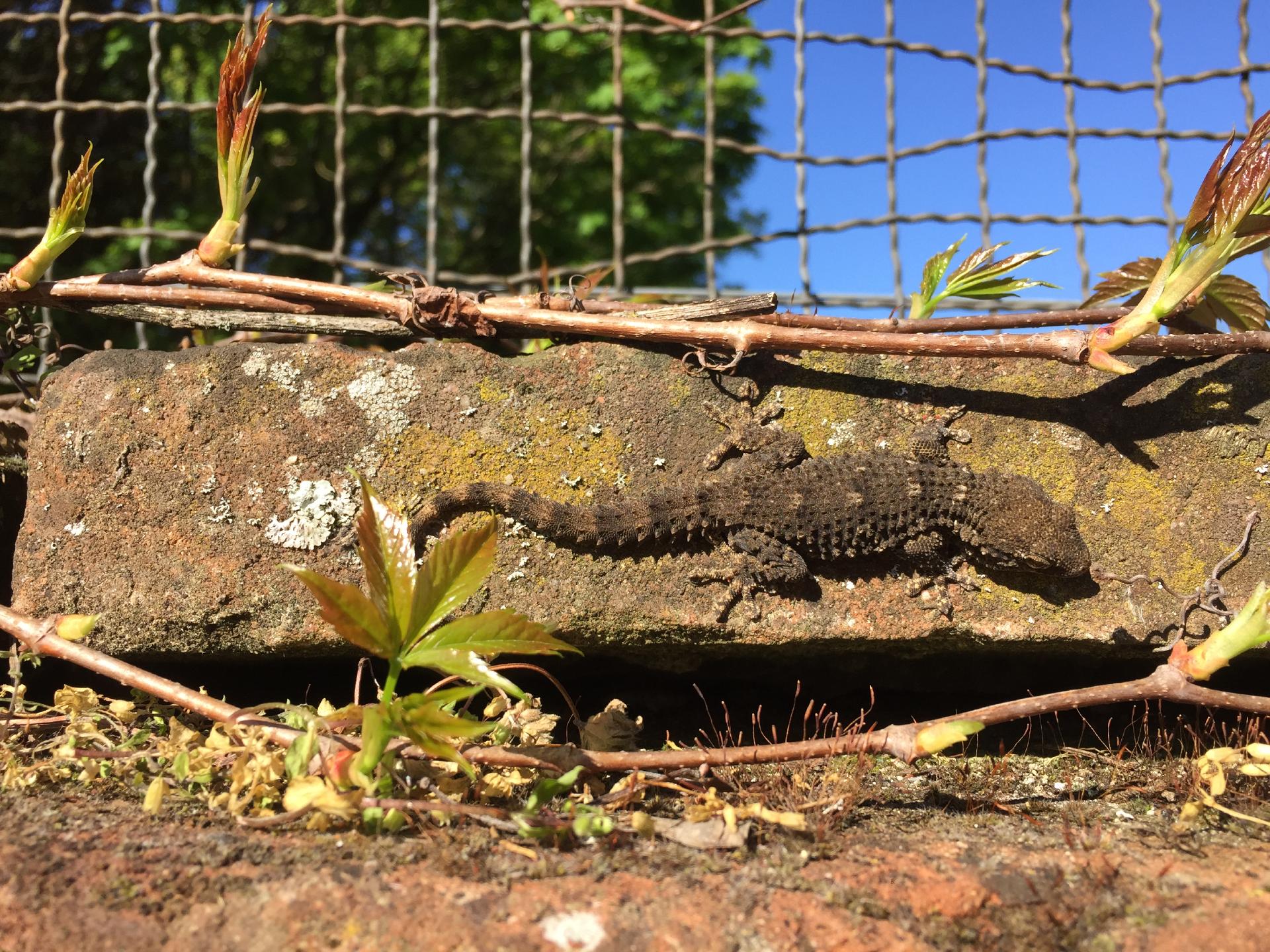 GeckoLocalisation : Aidez les scientifiques à trouver où vivent les ...