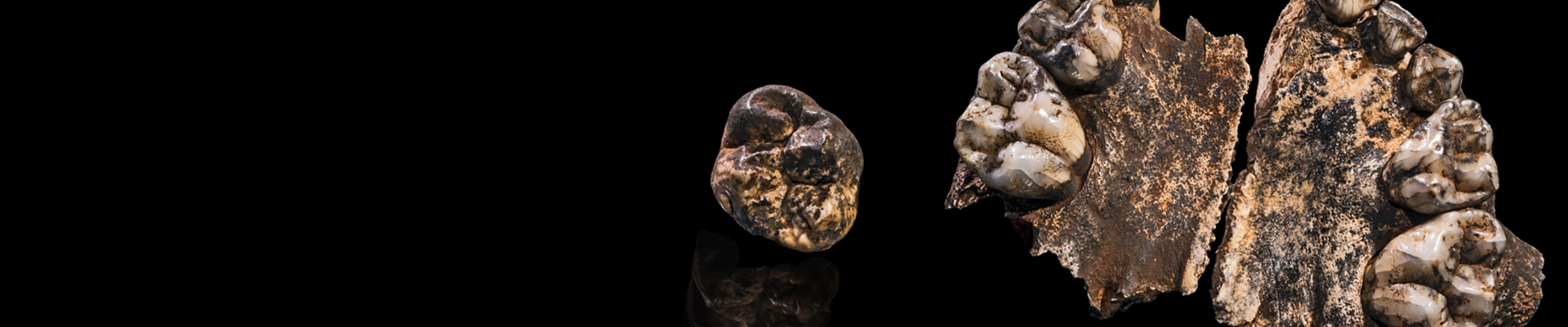 Des fossiles d'enfants en Afrique du Sud éclairent l'évolution des ...