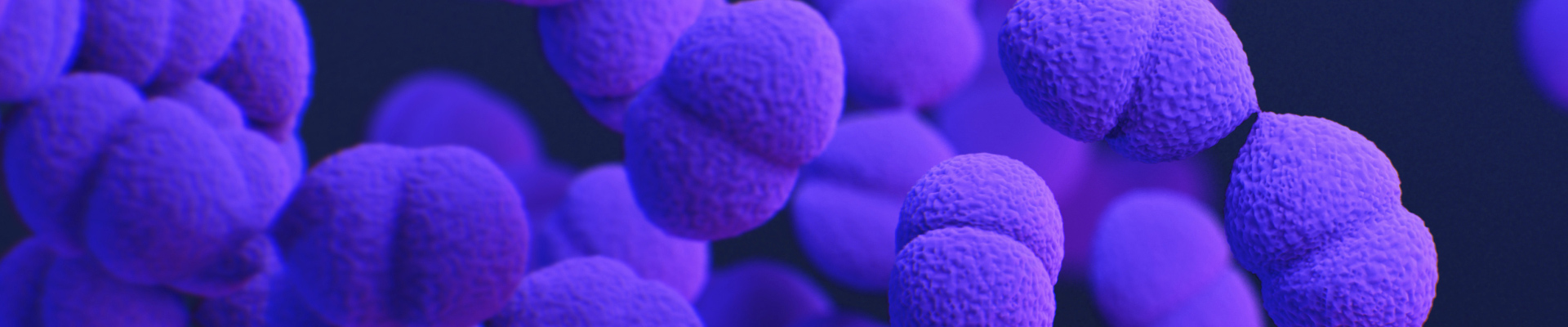 La transformation génétique du pneumocoque s’organise sur les fourches ...